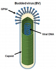 Mouse Anti-Baculovirus Envelope gp64 protein Monoclonal antibody, clone ...