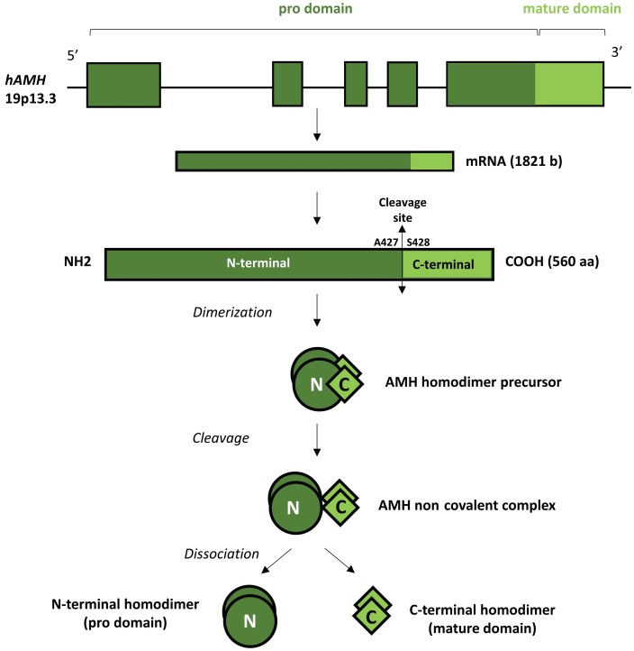 Mouse Anti-Human AMH monoclonal antibody (Cap) (CABT-L549) - Creative ...