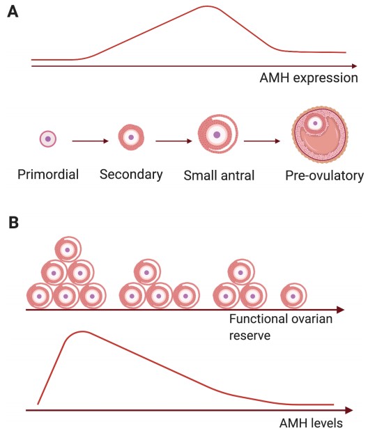 Mouse Anti-Human AMH monoclonal antibody (Det) (CABT-L550) - Creative ...