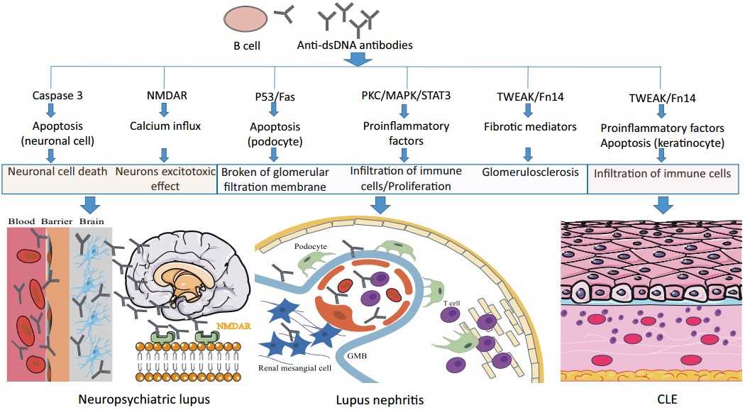 Human Anti-dsDNA Monoclonal antibody, clone D23 (CABT-L6005) - Creative ...