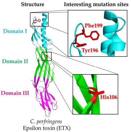 Magic™ Mouse Anti-C. Perfringens epsilon Toxin Monoclonal antibody, Clone 4D6 (CABT-ZS1001 ...