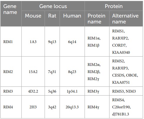 RIMS2 blocking peptide (CDBP6013) - Creative Diagnostics