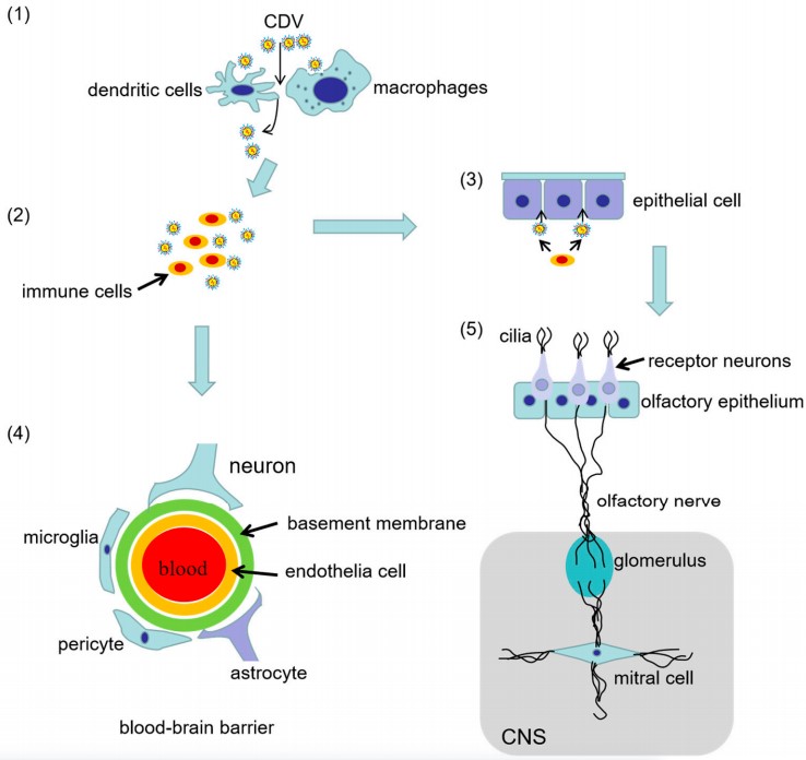 Native CDV Antigen (DAGA-473) - Creative Diagnostics