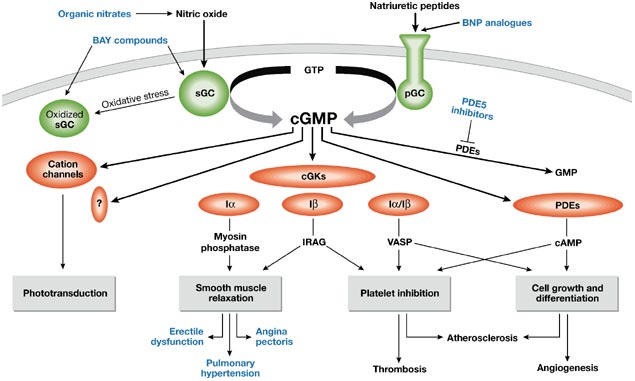 cGMP ELISA Kit (DEIA3010) - Creative Diagnostics