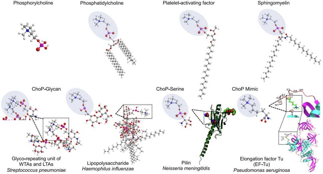 Phosphorylcholine [BSA] (DAGB516) - Creative Diagnostics