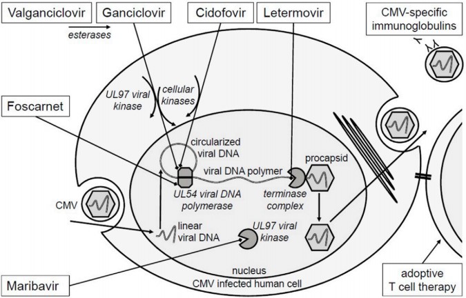 (CMV) Cytomegalovirus IgM/IgG Antibody Rapid Test (DST-H018) - Creative ...