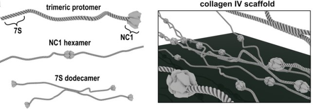 Human Type-IV collagen ELISA Kit (DEIA1122) - Creative Diagnostics