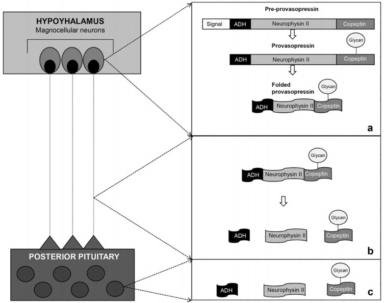 Human Copeptin ELISA Kit (DEIA-XYZ66) - Creative Diagnostics