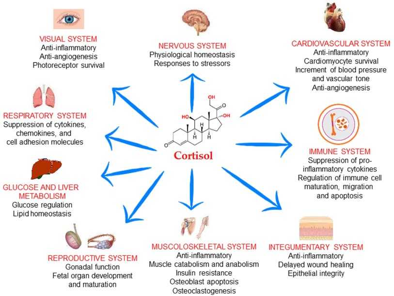 Cortisol Standard solution (DAG-WT1217) - Creative Diagnostics