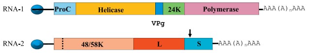 Cowpea mosaic virus (CPMV) ELISA Kit (DEIAPV137) - Creative Diagnostics