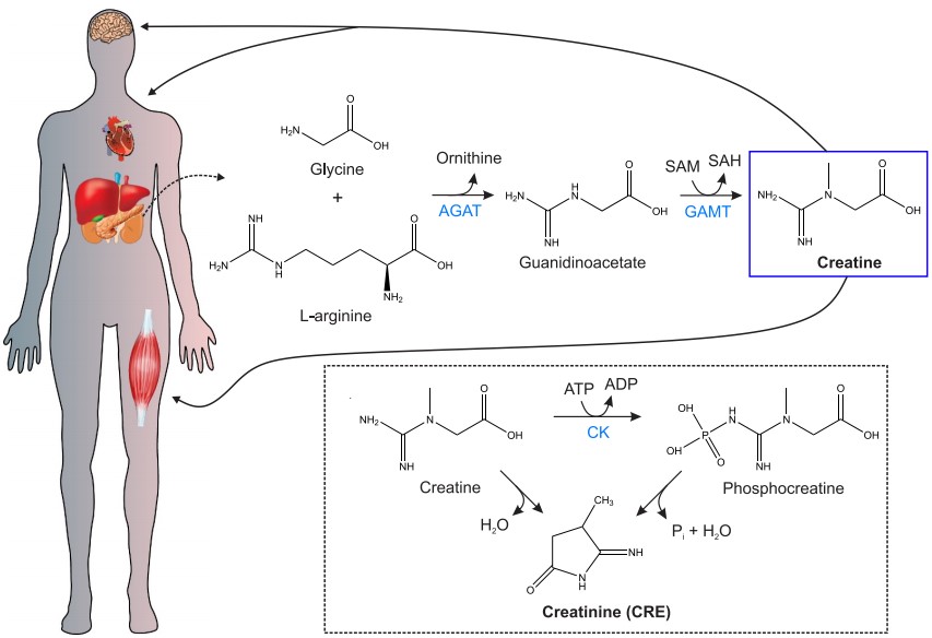 Creatine [BSA] (DAGA-186B) - Creative Diagnostics