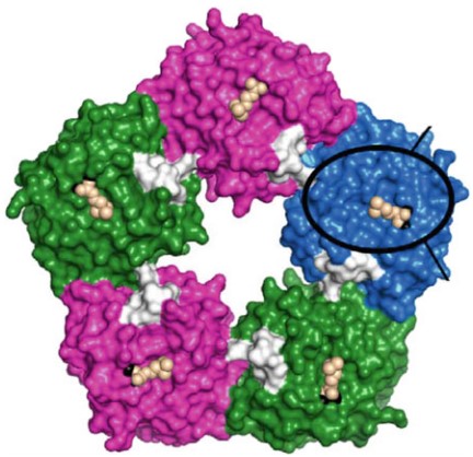 C-reactive protein antigen (Immunogen Grade,>99%) (DAGA-977) - Creative ...
