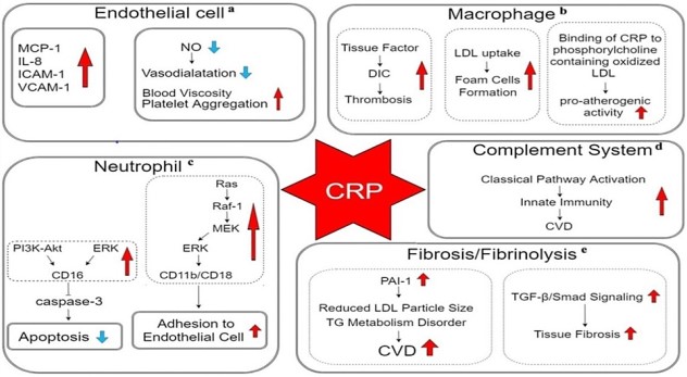 Human CRP(C-Reactive Protein) ELISA Kit (DEIA217) - Creative Diagnostics