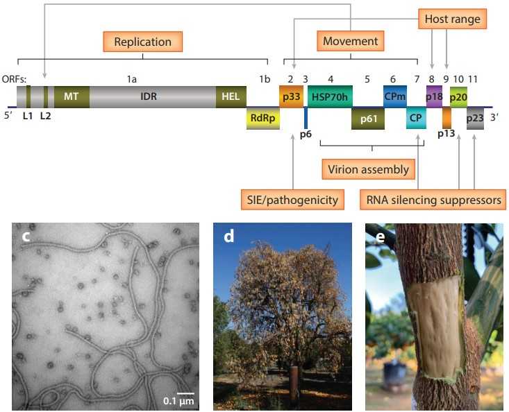 Citrus tristeza virus (CTV) ELISA Kit (DEIAPV128) - Creative Diagnostics