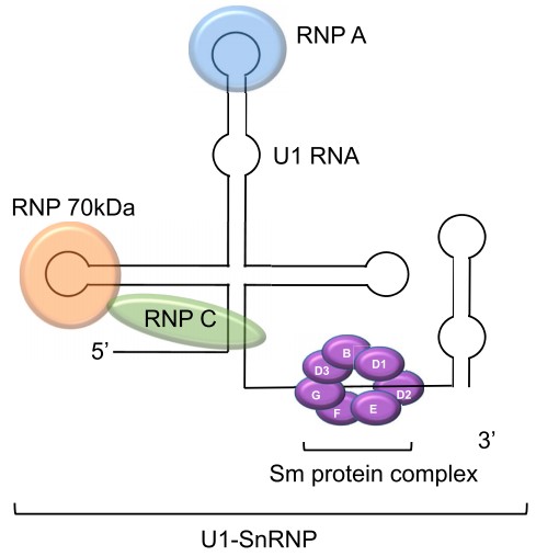 Sm Antigen (DAG-T1227) - Creative Diagnostics