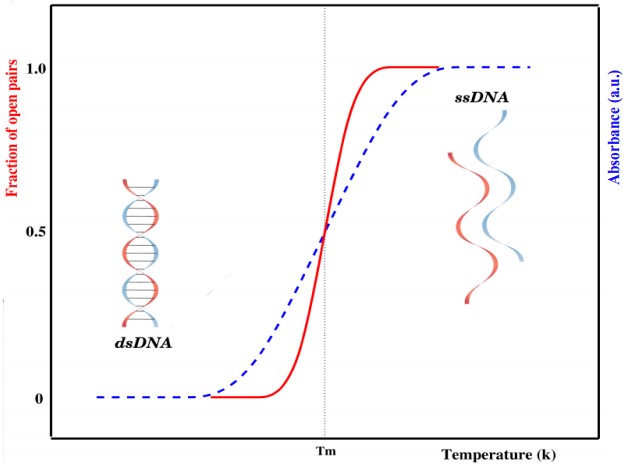 Purified dsDNA (DAG598) - Creative Diagnostics