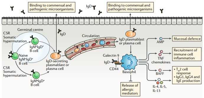 Native Human IgD Myeloma Plasma (DAGY1089) - Creative Diagnostics