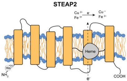 Anti-STEAP2 monoclonal antibody (DCABH-13649) - Creative Diagnostics