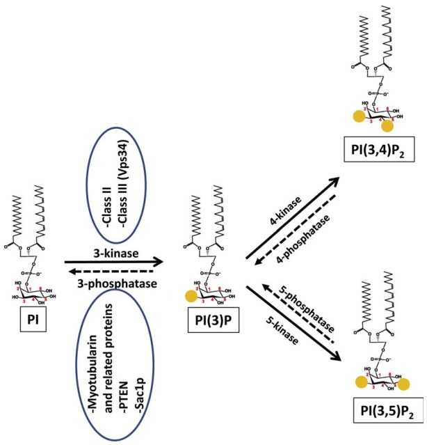 PI(3)P ELISA Kit (DEIA-XYZ13) - Creative Diagnostics