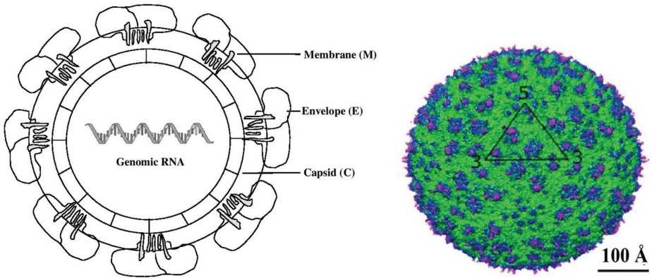 Dengue Virus IgG ELISA Kit (DEIA1439) - Creative Diagnostics