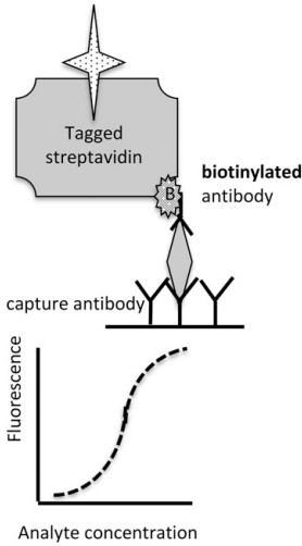 Biotin ELISA Kit (DEIA9990) - Creative Diagnostics