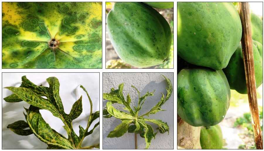 Papaya ringspot virus (PRSV) ELISA Kit (DEIAPV203) - Creative Diagnostics