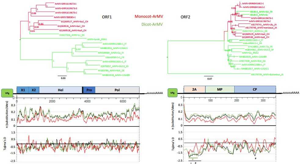 Arabis mosaic virus (ArMV) ELISA Kit (DEIAPV61) - Creative Diagnostics