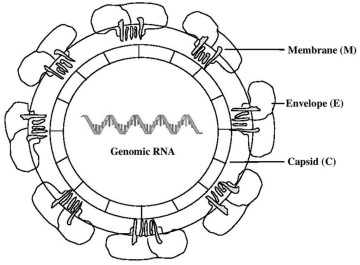 Dengue virus particles Type 2 (DAGF-039) - Creative Diagnostics