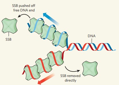 Anti-ssDNA monoclonal antibody, clone G8-37 (DMAB23910) - Creative ...