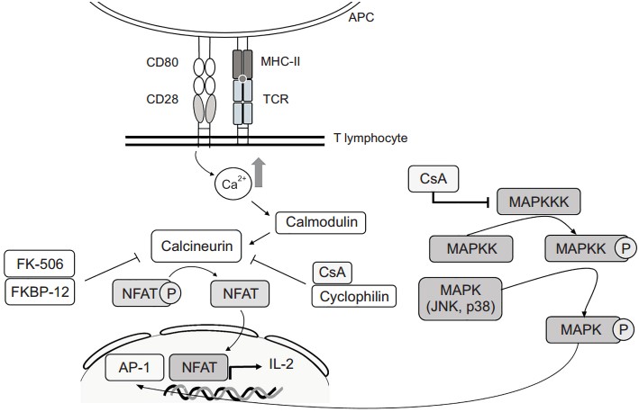 Anti-FK-506 monoclonal antibody, clone C247M (DMAB4350) - Creative ...
