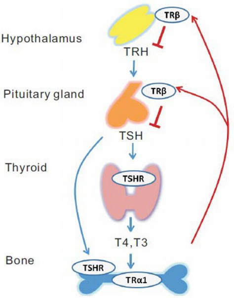 Mouse Anti-Triiodothyronine monoclonal antibody, clone 21661 (DMAB4437 ...