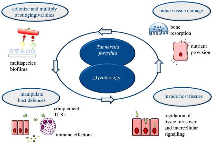 Anti-T. forsythia Monoclonal antibody (DMAB9454) - Creative Diagnostics