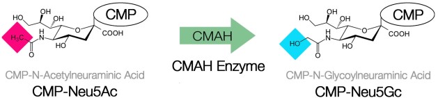 Anti-Neu5Gc polyclonal antibody (DMABH-C003) - Creative Diagnostics