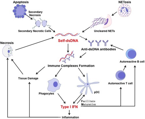 dsDNA Antibody ELISA Kit (DEIA1681) - Creative Diagnostics