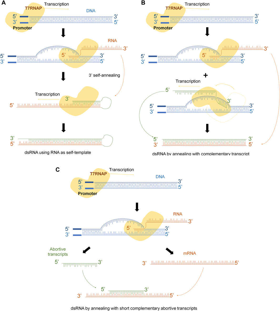 Double-stranded RNA (dsRNA, modified) ELISA kit (DEIA-BZ002) - Creative Diagnostics