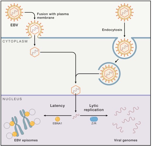 Native EBV VCA Glycoprotein 125 (DAG3084) - Creative Diagnostics