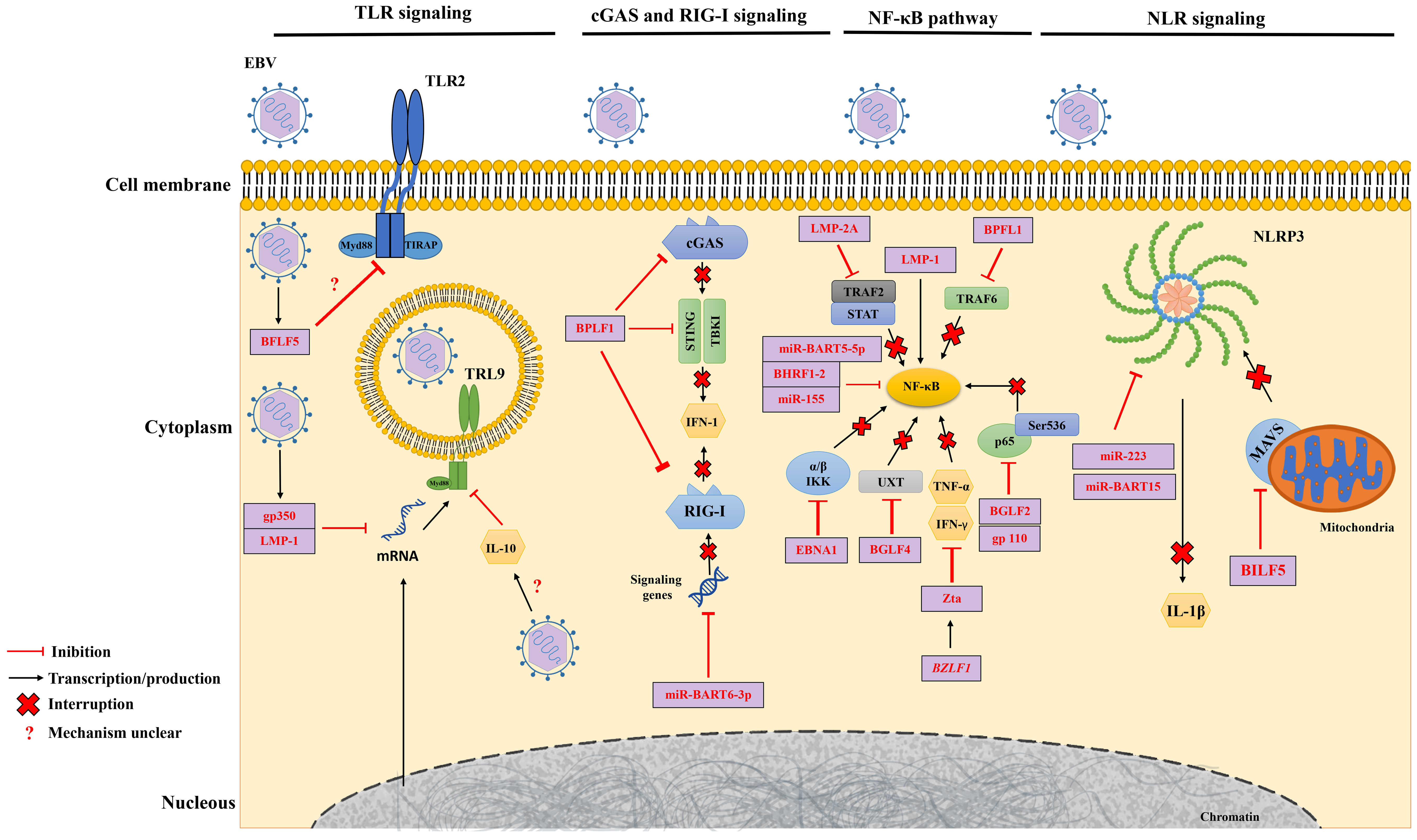 Epstein Barr Virus VCA IgG ELISA Kit (DEIA3379) - Creative Diagnostics