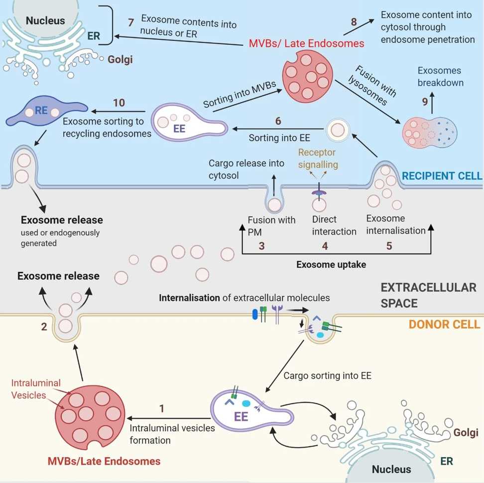 ExoAssay™ Cell Culture Supernatant Overall Exosome CLIA Kit (DEIABL513 ...