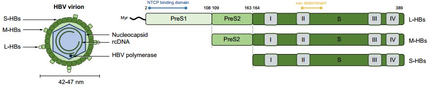 Recombinant HBV Surface Antigen (subtype adw, mutation G-145-R ...