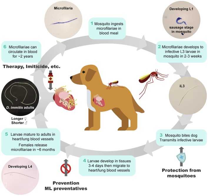 Heartworm protein (DAGF-014) - Creative Diagnostics
