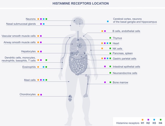 Anti-Histamine monoclonal antibody, clone D98H100 (DMAB8639) - Creative ...
