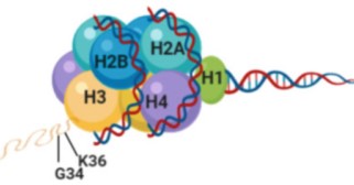 Histone Antibody IgG ELISA kit (DEIA1683) - Creative Diagnostics