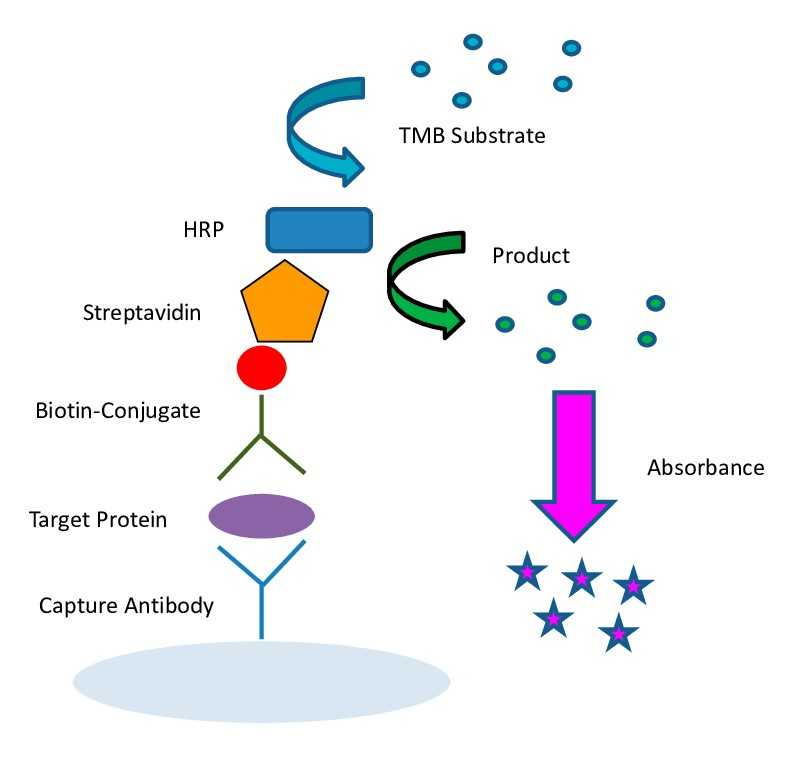 Horseradish Peroxidase (DAG3874) - Creative Diagnostics