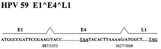 Recombinant Human Papilloma Virus type 59 L1 protein (VLP) (DAGC146 ...