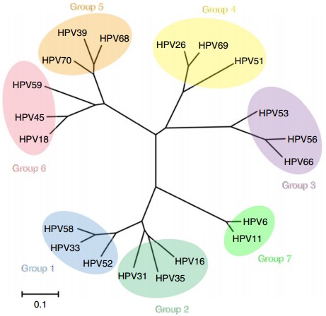 Recombinant Human Papilloma Virus type 68 L1 protein (VLP) (DAGC147 ...