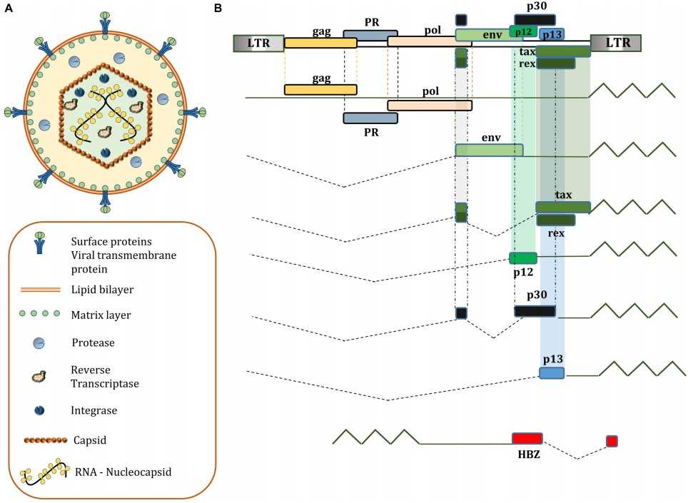 HTLV-I/II p19 Antigen ELISA Kit (DEIA10160) - Creative Diagnostics