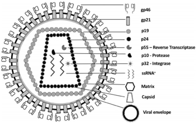 Human T-cell lymphotropic Virus antibody, HTLV (1+2) Ab ELISA Kit ...