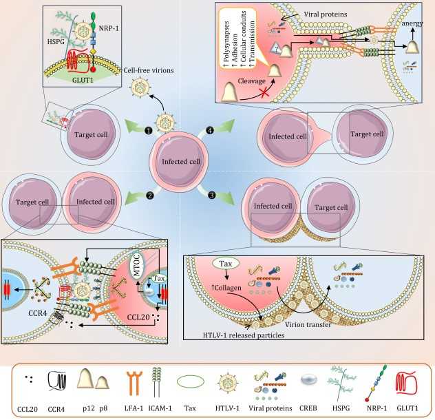 Human T-cell lymphotropic Virus antibody, HTLV (1+2) Ab ELISA Kit ...