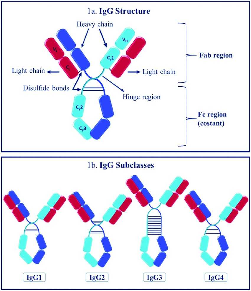 Human IgG subclass ELISA kit (DEIA9474) - Creative Diagnostics