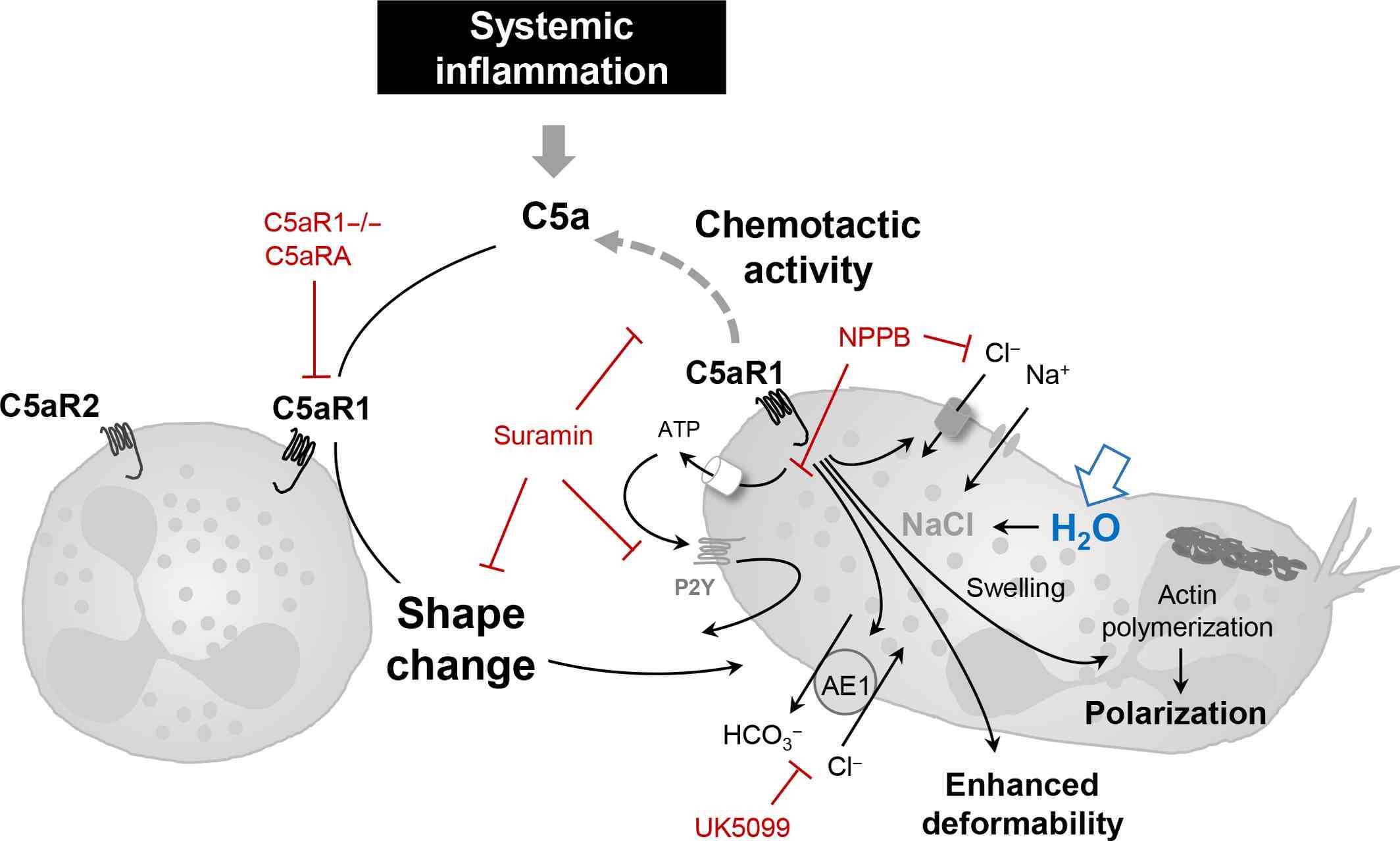 Human Anti-Human C5 (Vilobelimab) Monoclonal Antibody, clone ...